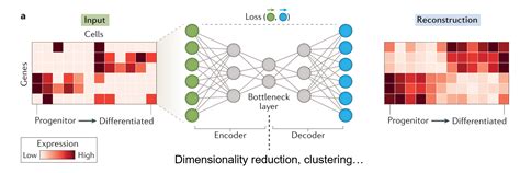 Integrative Analysis Of Single Cell Multiomics Data Using Deep Learning Saturn Cloud Blog