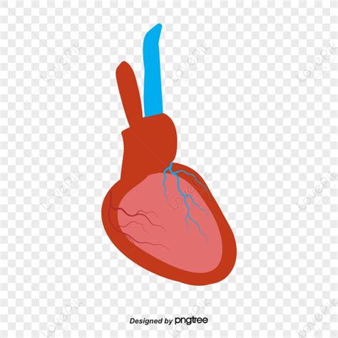벡터 심장 기관 순환내장자유형모델 Png 일러스트 무료 다운로드 Lovepik