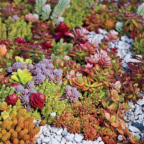 Hardy Succulent Sedum Collection Pack Of Five Evergreen Hardy Plants