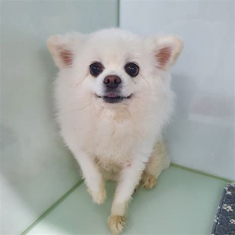 포메라니안사랑이 강아지무료책임분양 컴투펫위탁보호센터 강아지무료분양 고양이무료분양 강아지파양 고양이파양