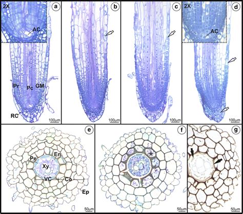 Root Of Pityrogramma Calomelanos Ferns From Control Treatment A E G Download Scientific
