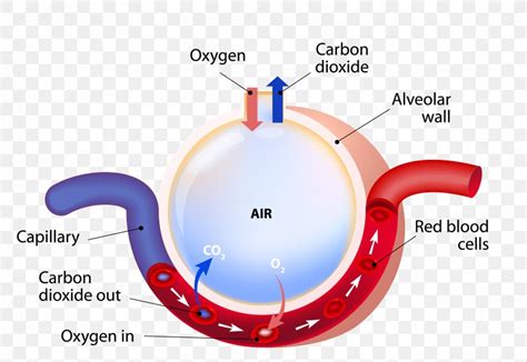 Pulmonary Alveolus Gas Exchange Lung Capillary Respiration PNG
