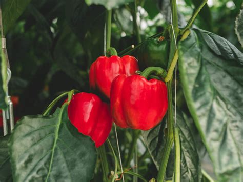 Pepper Facts Pure Flavor