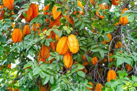 Fruit Trees Home Gardening Apple Cherry Pear Plum Star Fruit