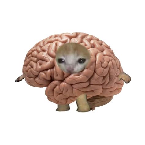 The Brain Cat 🧠 Смешные фотографии кошек Котята Милые котики