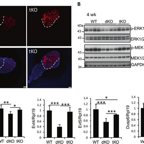 Recovery Of The Mek Erk Pathway In Mst1 Mst2 Yap Tko Mice A Download Scientific Diagram