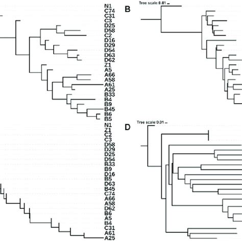 Dendrograms Constructed Based On Different Distance Matrices A Download Scientific Diagram