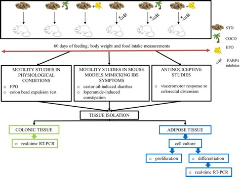 Schematic Representation Of The Experiments Described In The Paper