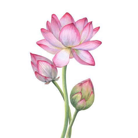 Indian Lotus Flower Drawing
