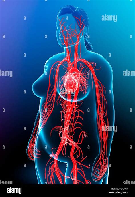 Illustration Of Female Cardiovascular System Stock Photo Alamy
