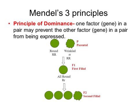 The Ultimate Guide To Understanding Principles Of Heredity Lab Answers