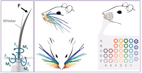 Whisker Based Tactile Sensing And Shape Classifiction Davin Park