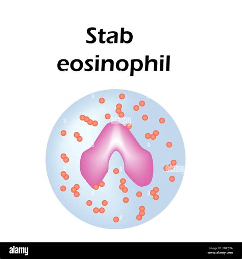 Eosinophil Diagram