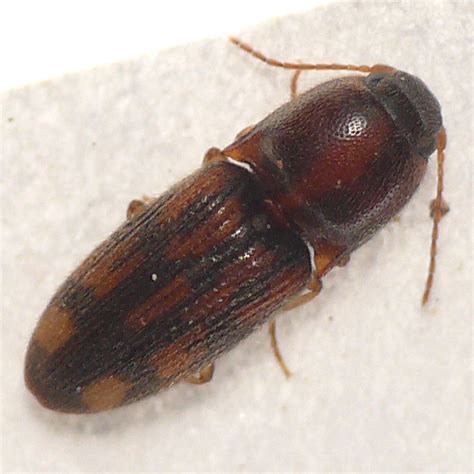 Conoderus Bellus Monocrepidius Bellus Bugguide Net