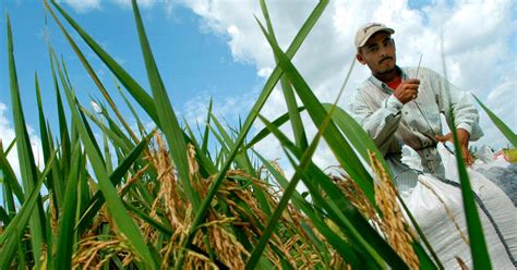 Вони засуджують що тисячі тонн рису були втрачені від збирання врожаю в Уругваї через нестачу