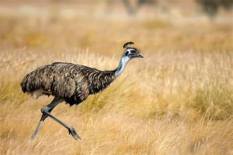 Page 2 Sturte Images Free Download On Freepik