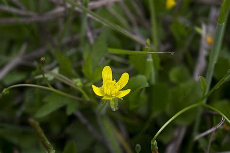 어둠 속에서 반딧불처럼 빛나는 배경 뿌리 줄기 녹색 잎 꽃 배경 일러스트 및 사진 무료 다운로드 Pngtree