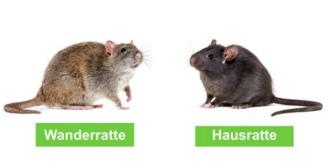 Hausratte Erkennen Bekämpfung Und Unterschied Zur Wanderratte Erasio