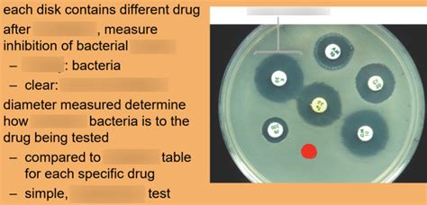 12 Kirby Bauer Test Disk Diffusion Method Diagram Quizlet