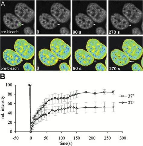 The Import Of Polya Rna Into Speckles Is Reduced At 22°c Cells