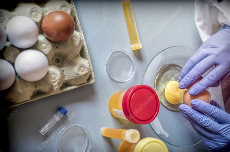 Testing Eggs For Fipronil Insecticide Conceptual Image Stock Image