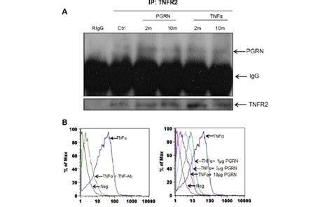 Pgrn Interacts With Tnfr In Immune Cells A Pgrn Binds With Tnfr2 In