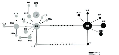 3 Median Joining Networks For The 12srrna And Cytb Combined Data The Download Scientific