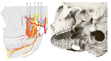 fossa infratemporalis obsah a ohraničení Diagram Quizlet