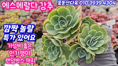 24123 🌸오늘은 에스메랄다군생부터 특가다육이 랜덤박스까지 가성비 좋고 예쁜다육이 많아요🌸 꽃동산다육 010 3939