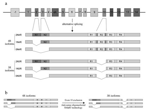 A A Schematic Representation Of The Mapt Gene Mapt Consists Of 14 Download Scientific