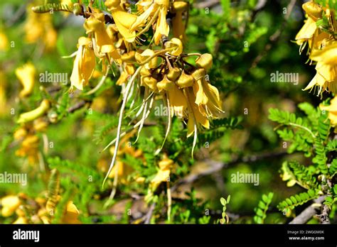 Toromiro Sophora Toromiro Is A Tree Endemic To Easter Island And