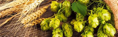 啤酒发酵的那些事 发酵的过程 知乎