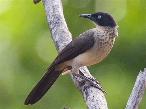 ズグロヤブチメドリ eBird