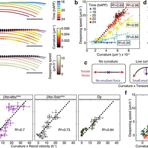 Proposed Model For The Interplay Between Genetic Patterning Tissue