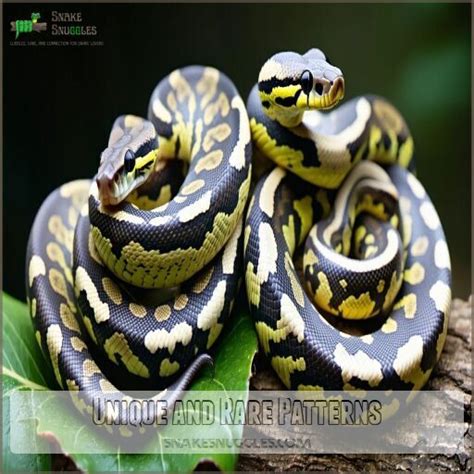 Ball Python Morphs 50 Mind Blowing Colors And Patterns Revealed