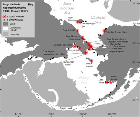 Usgs Report On History Of Walrus Haulouts Leaves Out Correlation With