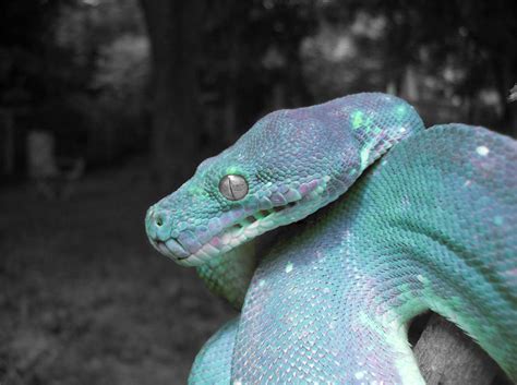 Blue Green Tree Python By The Shiznite On Deviantart