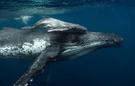 Humpback Whale Wallpapers Top Free Humpback Whale Backgrounds