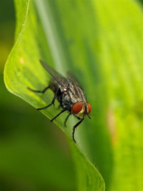 Body Texture Of A Fly Perched On A Green Leaf Of A Corn Plantation