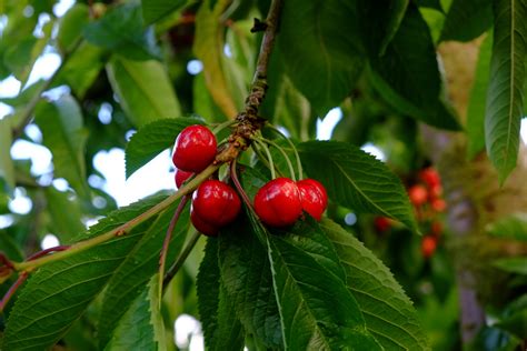 Ripe Sweet Red Cherries On The Tree Free Image Download