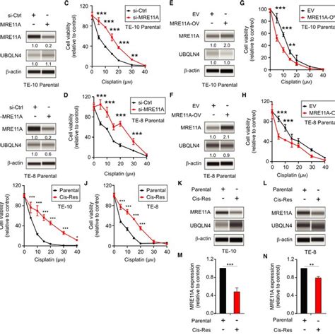 Mre11a Expression Determines Cisplatin Resistance In Escc Cell Lines