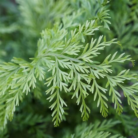 Buy Asplenium Bulbiferum Online Southern Woods