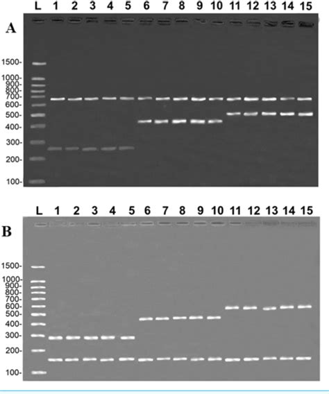 Figure 3 From Development Of Rapid And Cost Effective Multiplex Pcr Assays To Differentiate