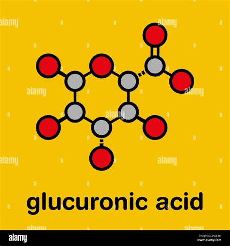 Glucuronic Acid Molecule Glucuronidation Of Xenobiotics Plays Role In Drug Metabolism Giving