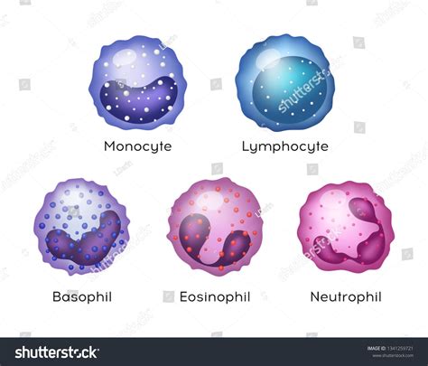 Illustration Of Monocyte Lymphocyte Eosinophil Neutrophil Basophil