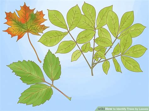 3 Ways To Identify Trees By Leaves Wikihow Life