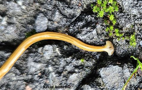 Bipalium