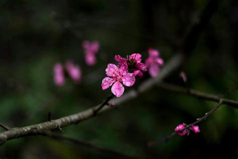 คลังภาพถ่ายฟรีของ กระจก กลีบดอก การจัดดอกไม้ การถ่ายภาพหุ่นนิ่ง การหักเห ความคิดสร้างสรรค์