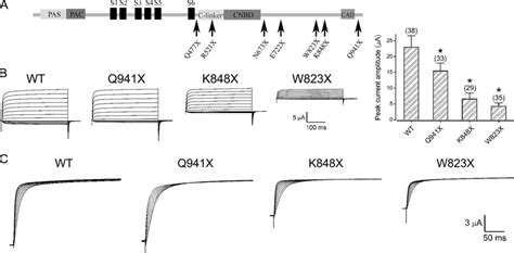 Functional Expression Of Cad Lacking Carboxyl Terminal Truncation Download Scientific Diagram