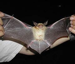 Pallid Bat Facts Habitat Diet Life Cycle Pictures And More